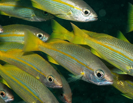 BROWN STRIPE RED SNAPPER LIFE EXPECTANCY