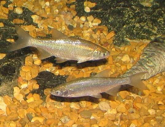 STRIPED SHINER LIFE EXPECTANCY