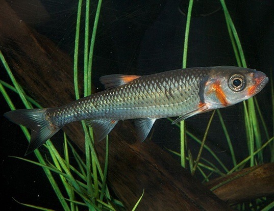 PUGNOSE SHINER LIFE EXPECTANCY