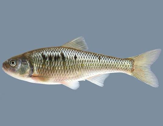 BLACKCHIN SHINER LIFE EXPECTANCY