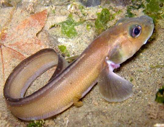 NORWAY POUT LIFE EXPECTANCY