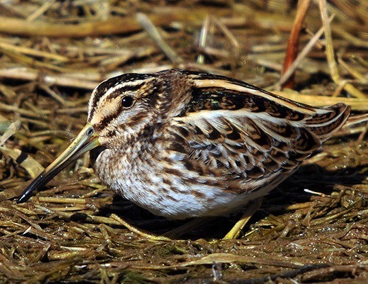 JACK SNIPE LIFE EXPECTANCY