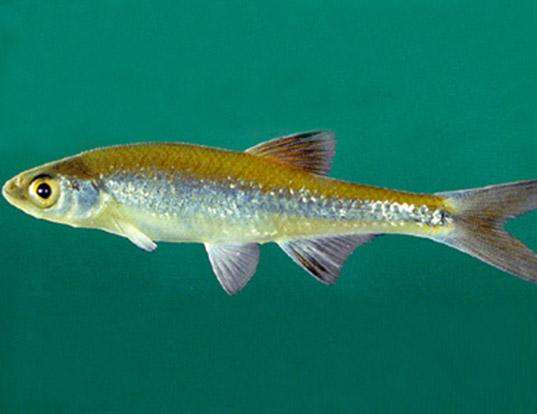 CHERRYFIN SHINER LIFE EXPECTANCY