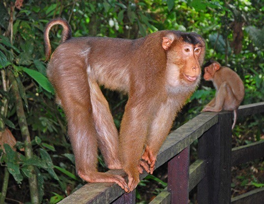 BARBARY MACAQUE LIFE EXPECTANCY
