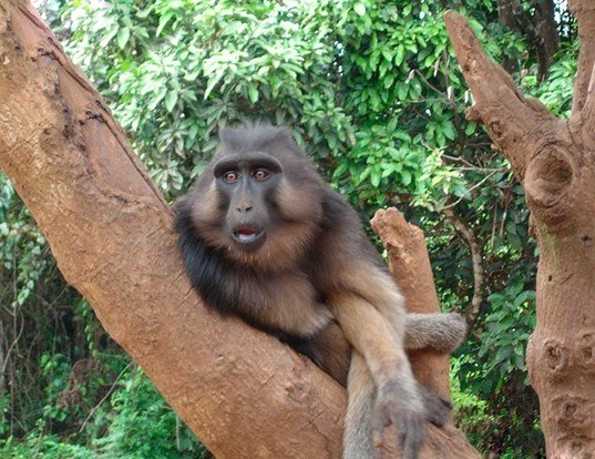 BOOTED MACAQUE LIFE EXPECTANCY