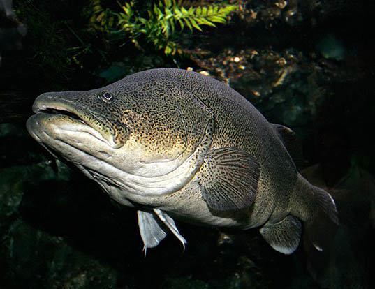 MURRAY COD LIFE EXPECTANCY