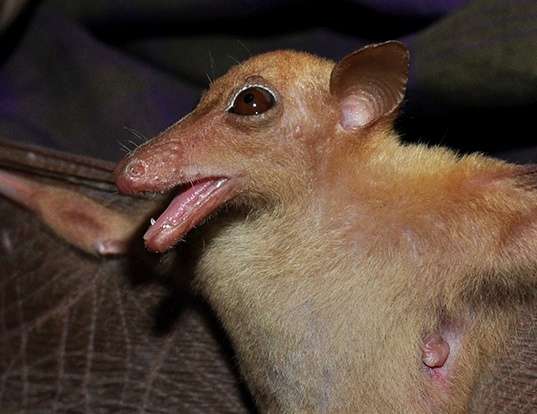 WHITE-LINED BROAD-NOSED BAT LIFE EXPECTANCY