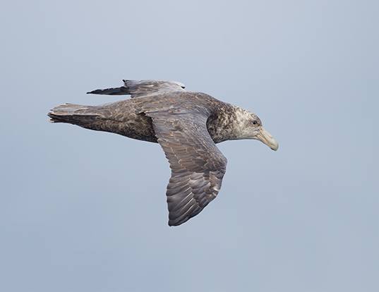SOUTHERN GIANT PETREL LIFE EXPECTANCY