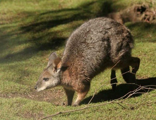 BANDED HARE WALLABY LIFE EXPECTANCY