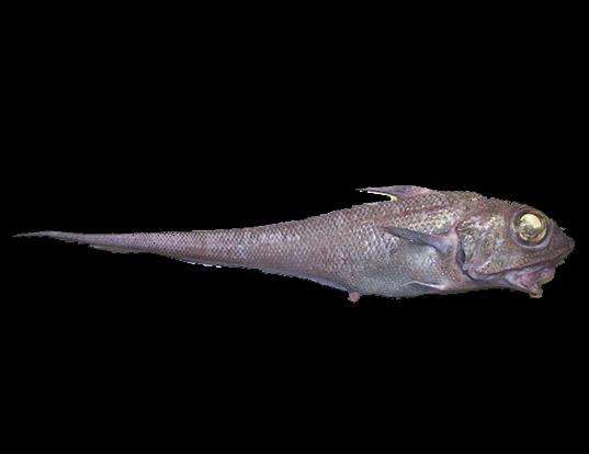 What Are Grenadier Fish