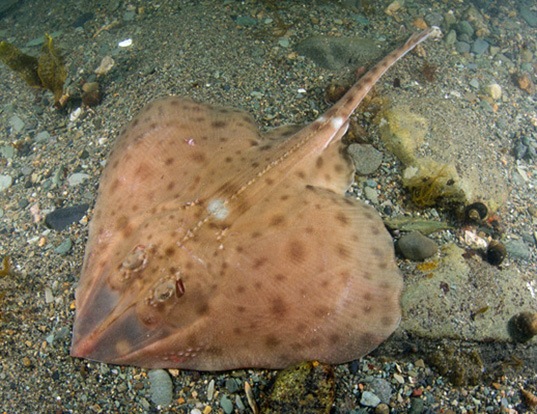 SKATE LIFE EXPECTANCY