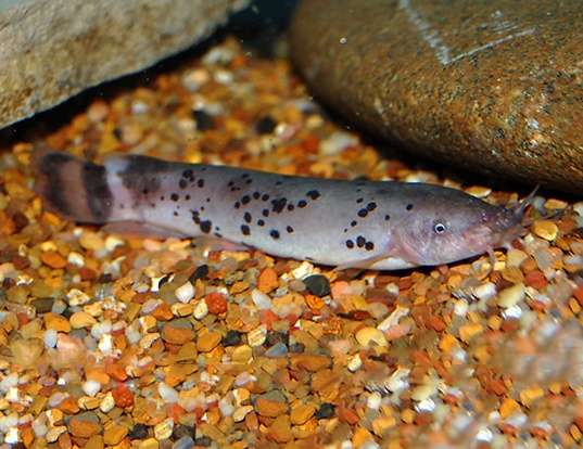 African Electric Fish