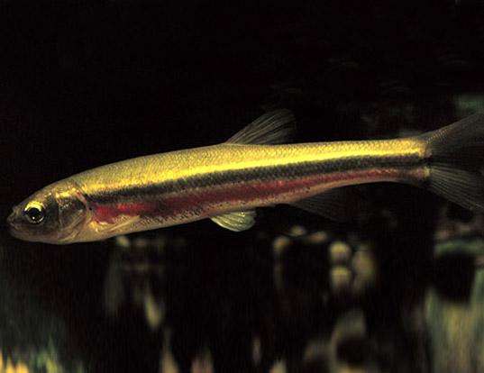 PEARL DACE LIFE EXPECTANCY