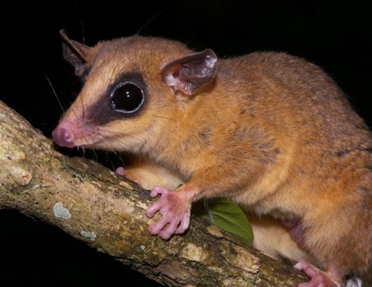 AGILE GRACILE OPOSSUM LIFE EXPECTANCY