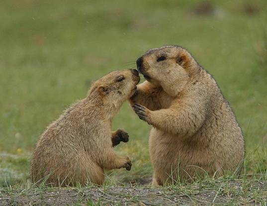 HIMALAYAN MARMOT LIFE EXPECTANCY