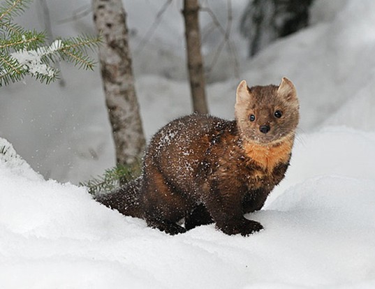 AMERICAN MARTEN LIFE EXPECTANCY