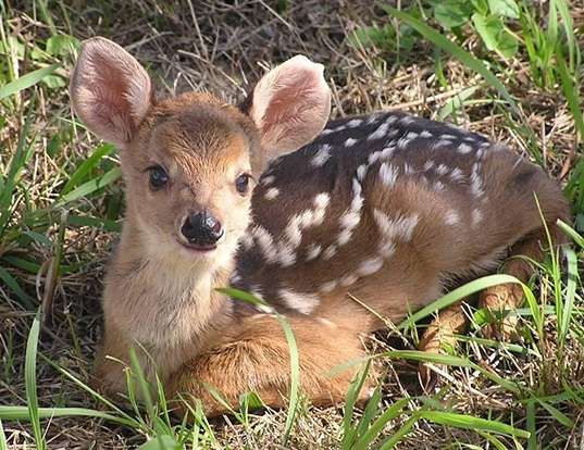 GRAY BROCKET LIFE EXPECTANCY