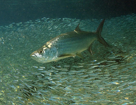 INDO-PACIFIC TARPON LIFE EXPECTANCY