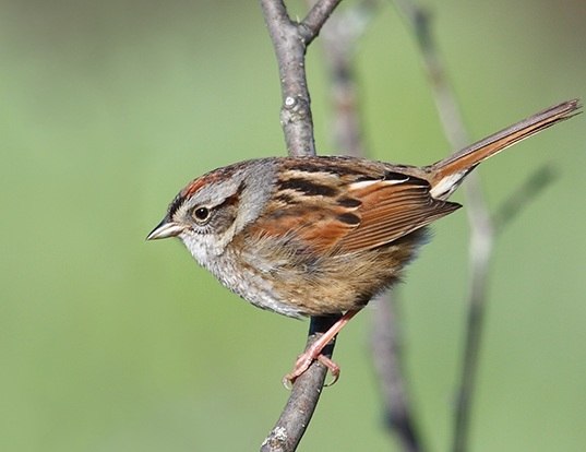SWAMP SPARROW LIFE EXPECTANCY