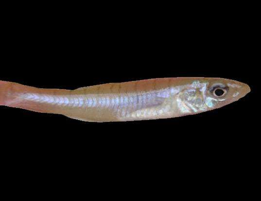 WACCAMAW SILVERSIDE LIFE EXPECTANCY