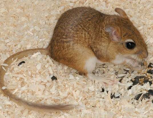 LIBYAN JIRD LIFE EXPECTANCY