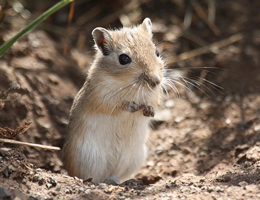 MONGOLIAN JIRD LIFE EXPECTANCY