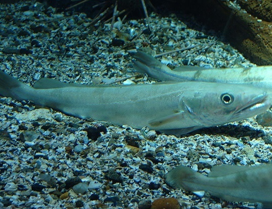 EUROPEAN HAKE LIFE EXPECTANCY