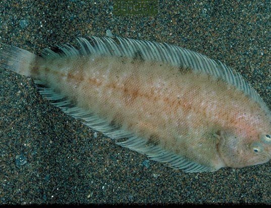 THICKBACK SOLE LIFE EXPECTANCY