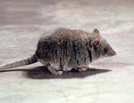 TALZAC'S SHREW TENREC LIFE EXPECTANCY