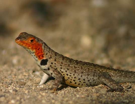 BEADED LIZARD LIFE EXPECTANCY