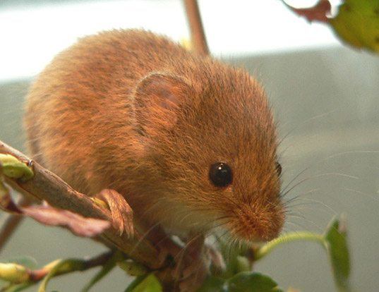 WHITE-TAILED MOUSE LIFE EXPECTANCY