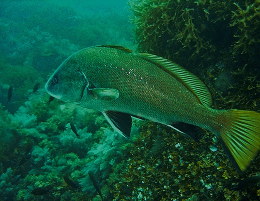 SPOT CROAKER LIFE EXPECTANCY