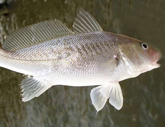 Croaker Fish