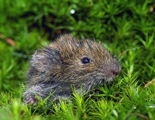 VOLE LIFE EXPECTANCY
