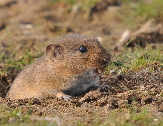 VOLE LIFE EXPECTANCY