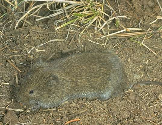 LONG-TAILED VOLE LIFE EXPECTANCY