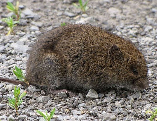 VOLE LIFE EXPECTANCY