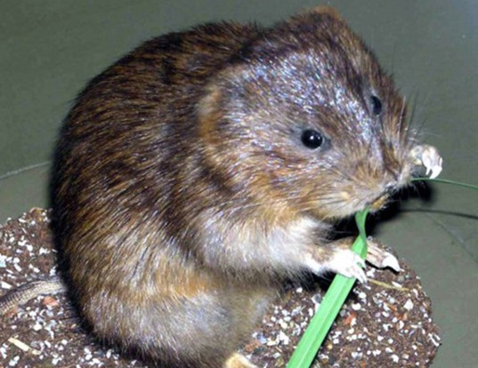 WOODLAND VOLE LIFE EXPECTANCY