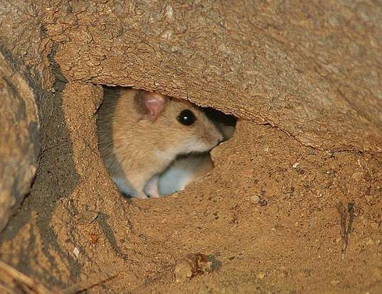 SPINY RAT LIFE EXPECTANCY