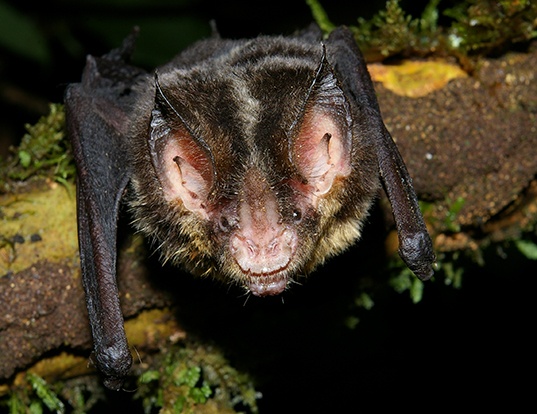 STRIPED HAIRY-NOSED BAT LIFE EXPECTANCY