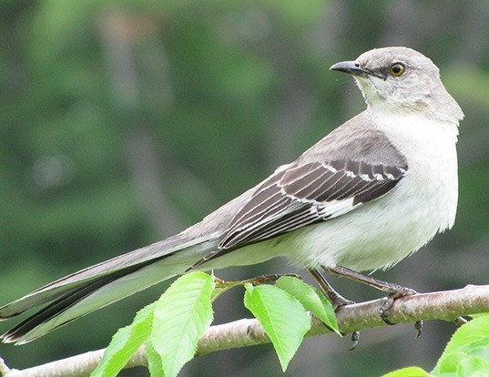 NORTHERN MOCKINGBIRD LIFE EXPECTANCY