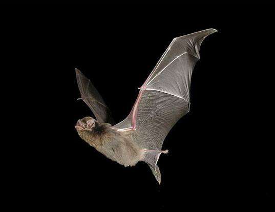 WHITE-LINED BROAD-NOSED BAT LIFE EXPECTANCY