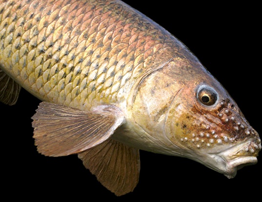 SPOTTED SUCKER LIFE EXPECTANCY