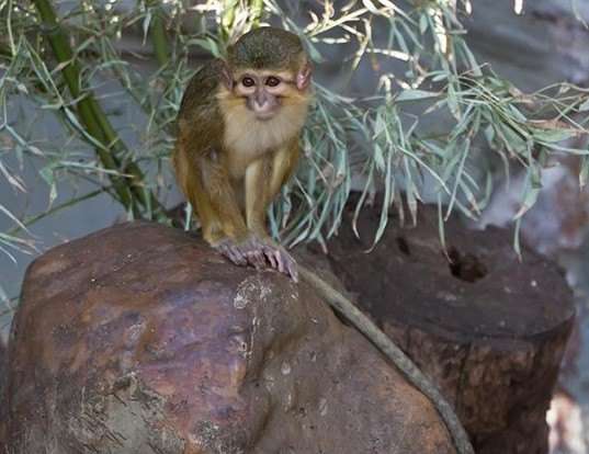 SOUTHERN TALAPOIN MONKEY LIFE EXPECTANCY