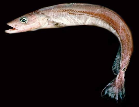 SPANISH LING LIFE EXPECTANCY