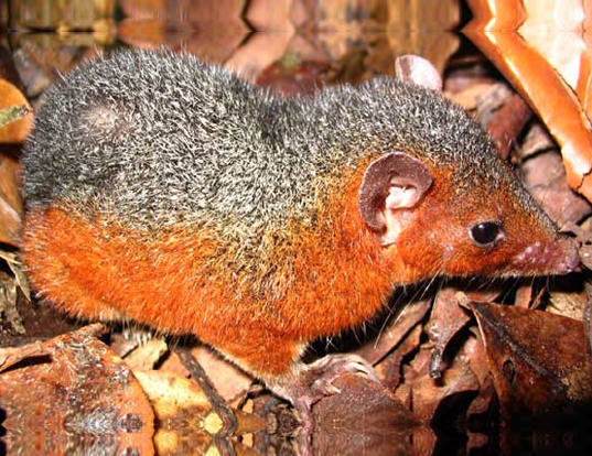 AGILE GRACILE OPOSSUM LIFE EXPECTANCY