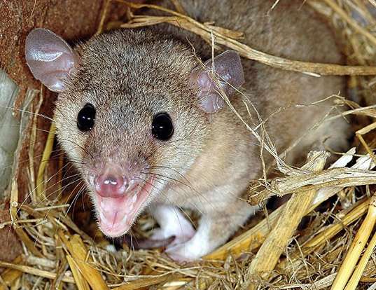 GREY SHORT-TAILED OPOSSUM LIFE EXPECTANCY