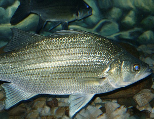 WHITE BASS LIFE EXPECTANCY