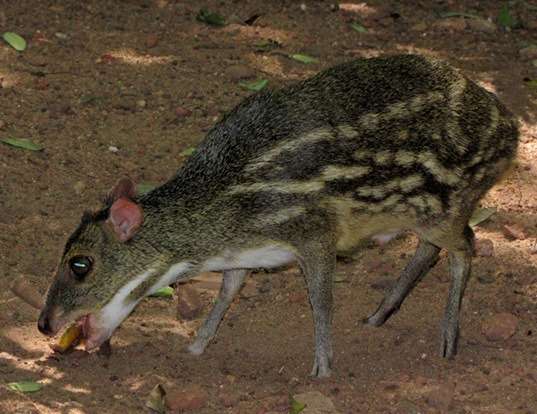 WHITE-SPOTTED CHEVROTAIN LIFE EXPECTANCY