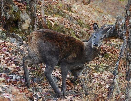HIMALAYAN MUSKDEER LIFE EXPECTANCY